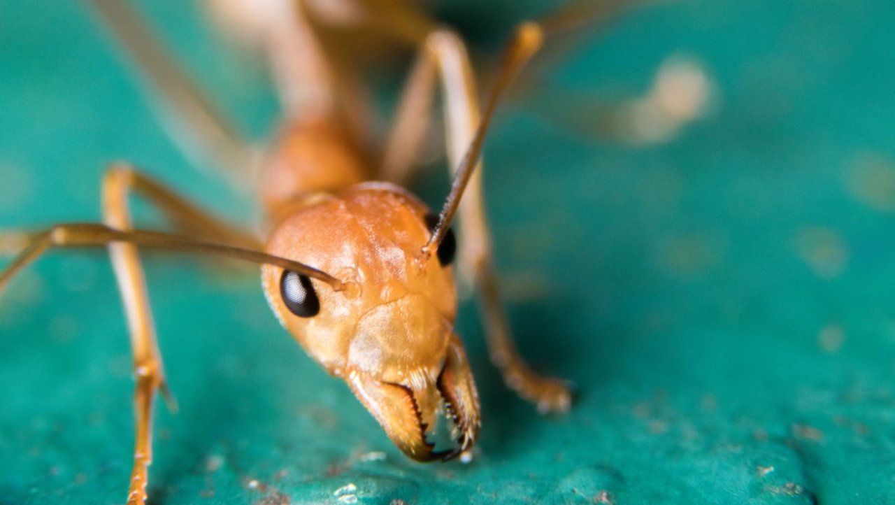 Gracze skarżą się, że robale w karcie graficznej potrafią zjeść pastę ...
